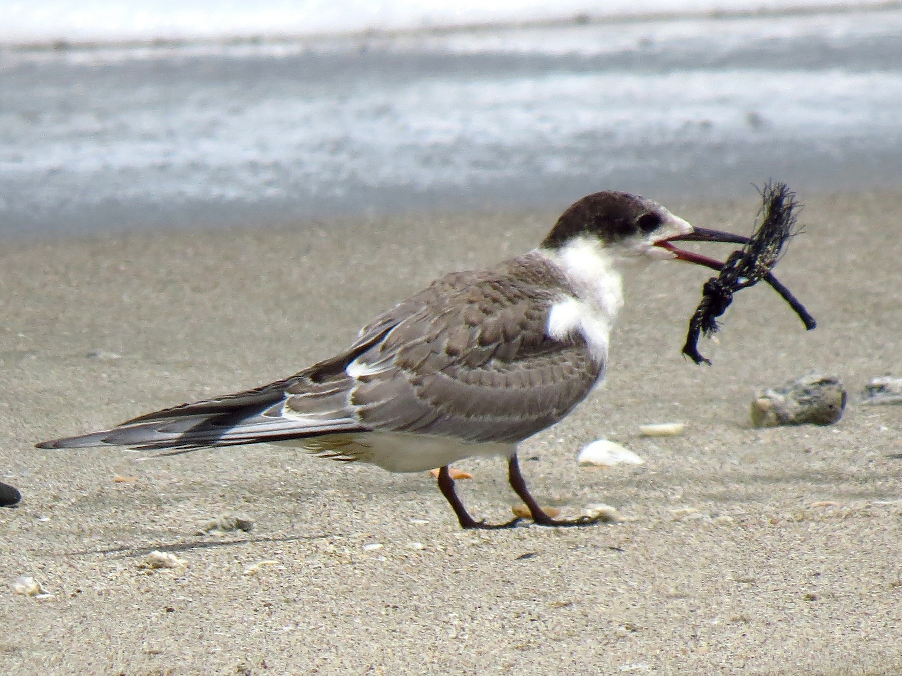 White-cheeked Tern - eBird