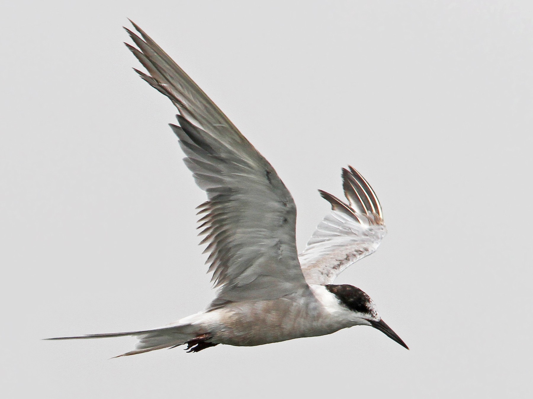 White-cheeked Tern - eBird