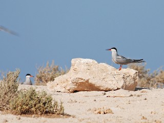 White-cheeked Tern - eBird
