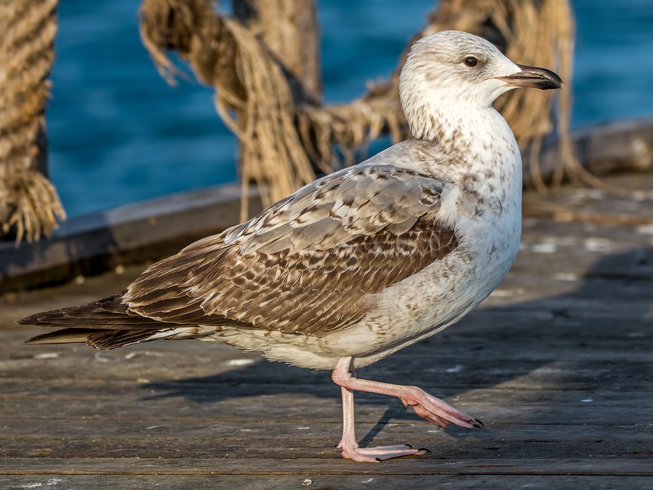 Armenian Gull - eBird