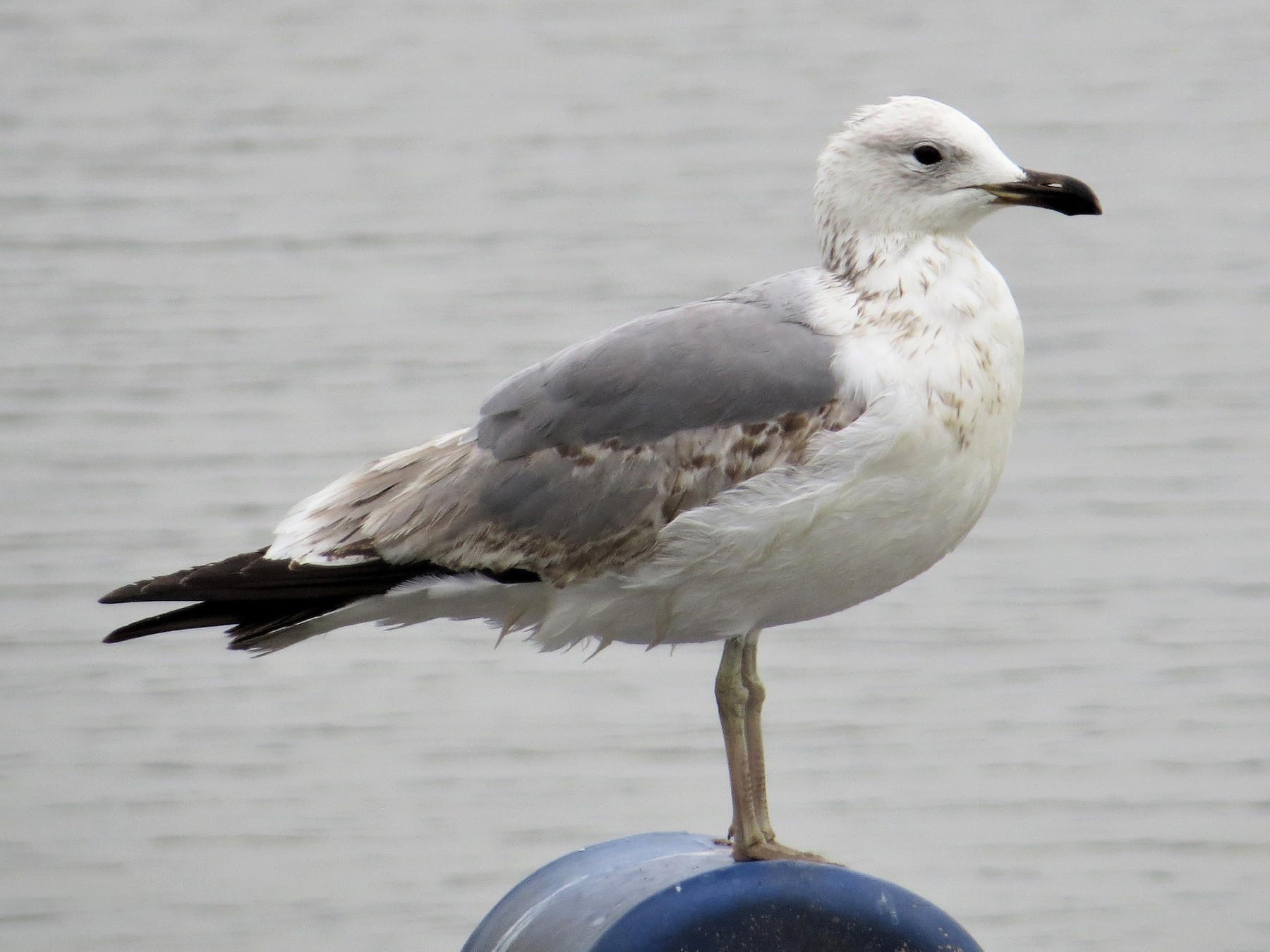 Armenian Gull - eBird