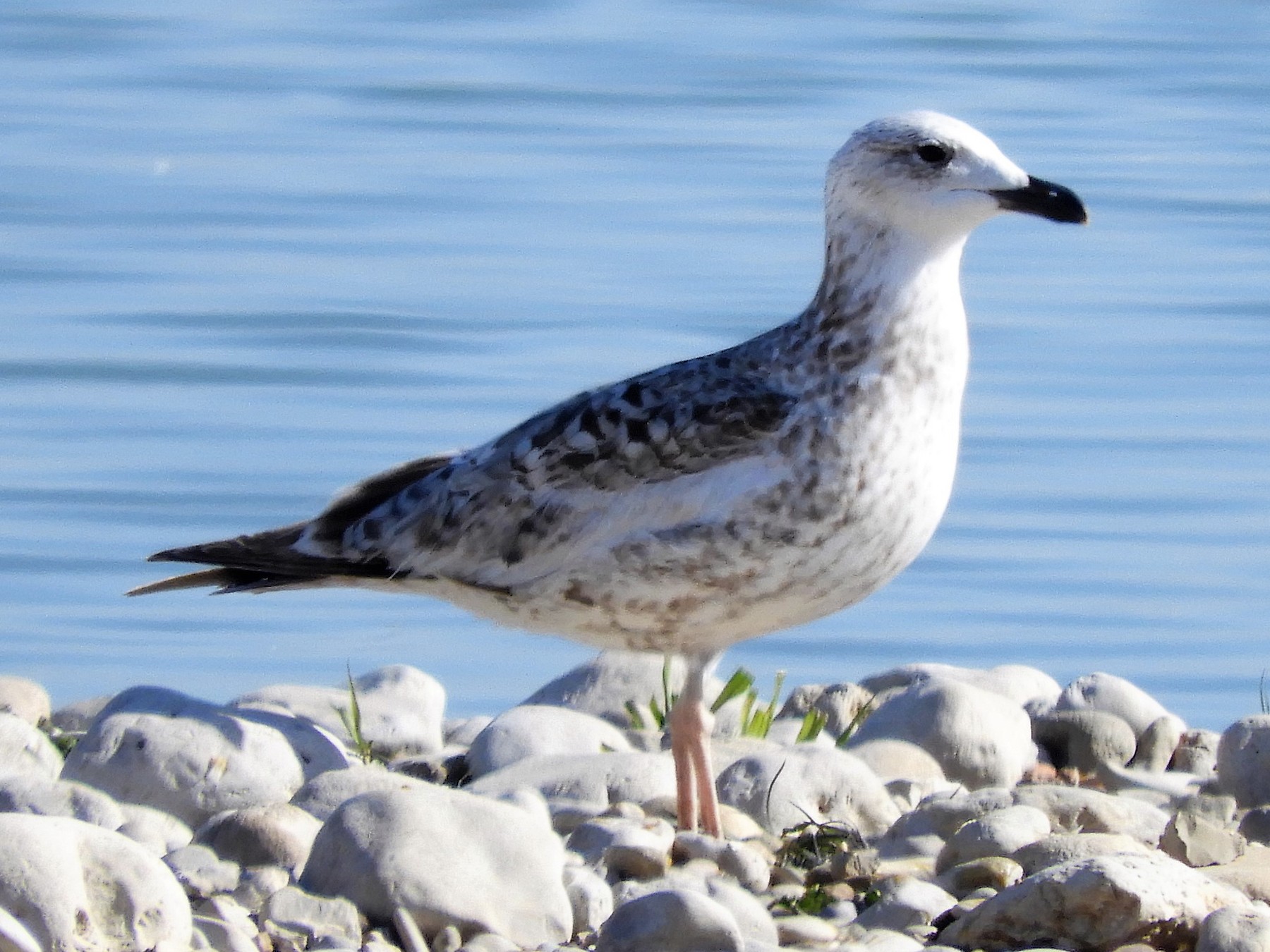 Armenian Gull - eBird