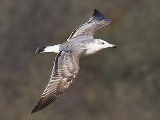 Pallas's Gull - eBird