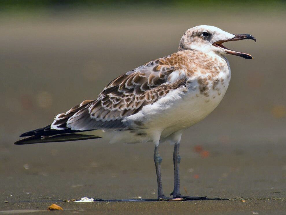 Pallas's Gull - eBird