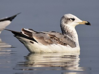 Pallas's Gull - eBird