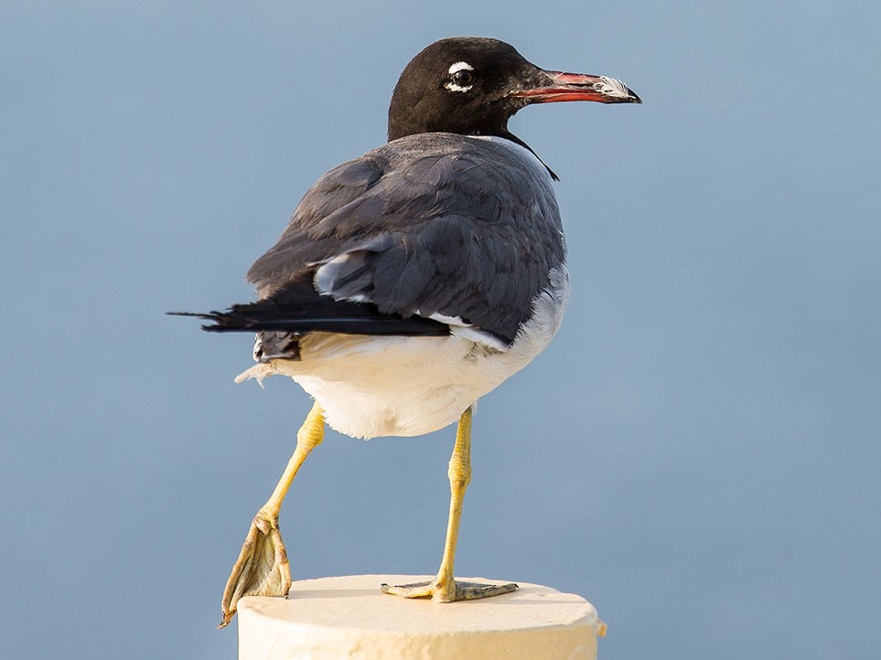 White-eyed Gull - eBird
