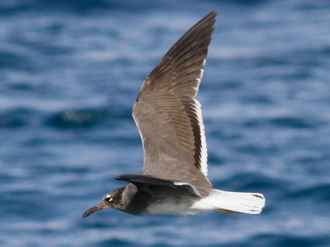 White-eyed Gull - eBird