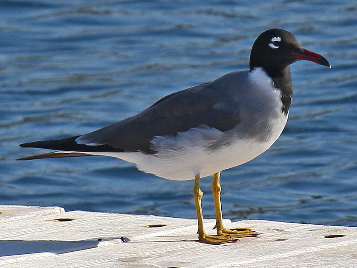 White-eyed Gull - Ichthyaetus leucophthalmus - Birds of the World