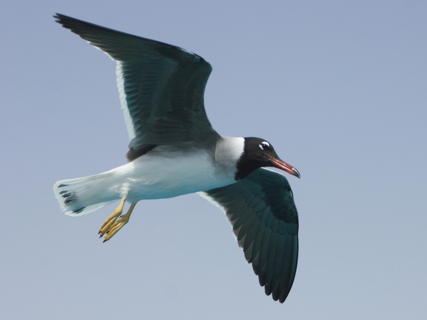 White-eyed Gull - eBird