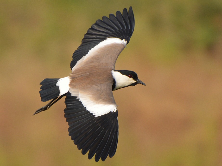 Spur-winged Lapwing - eBird