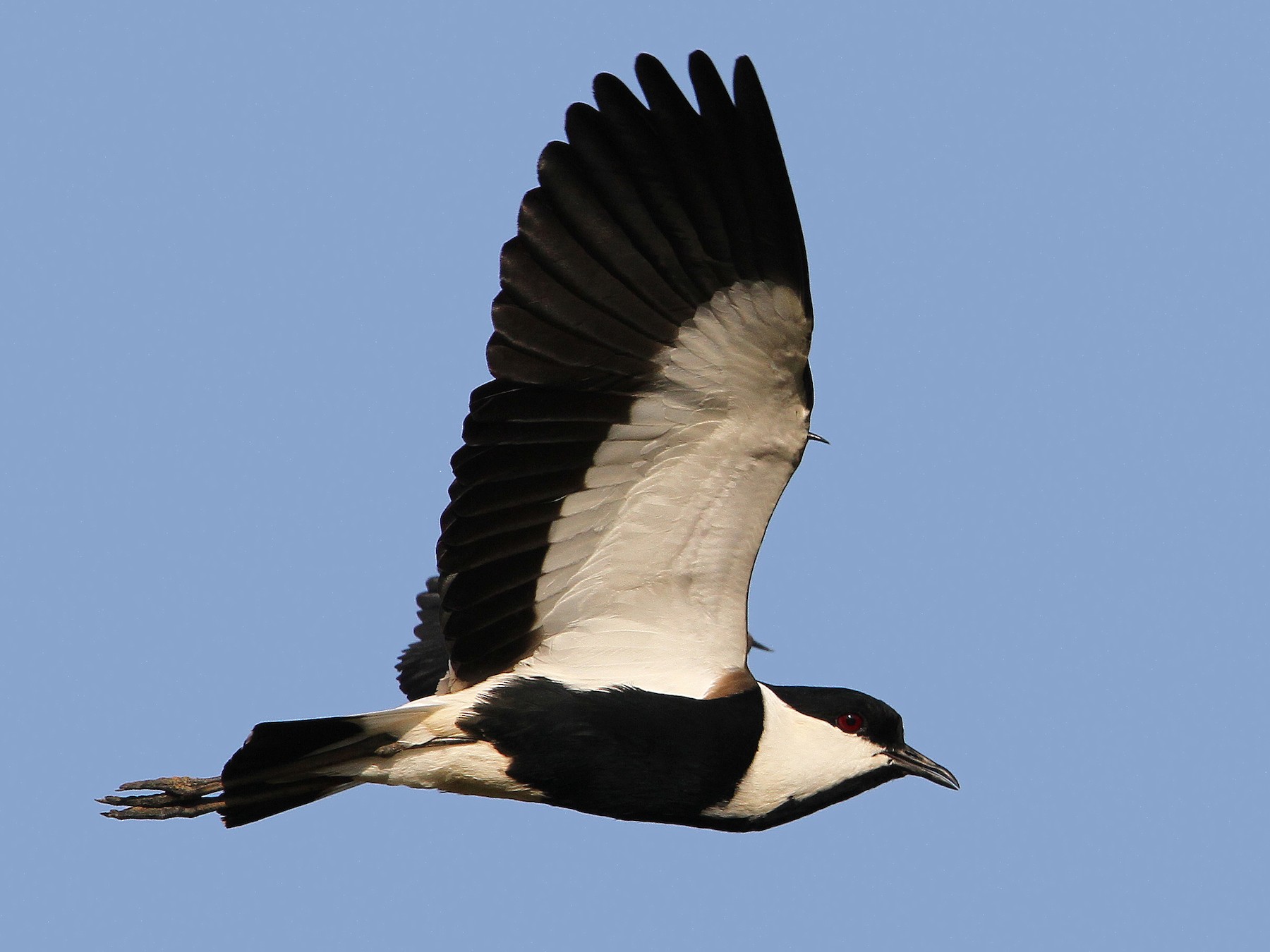 Spur-winged Lapwing - eBird