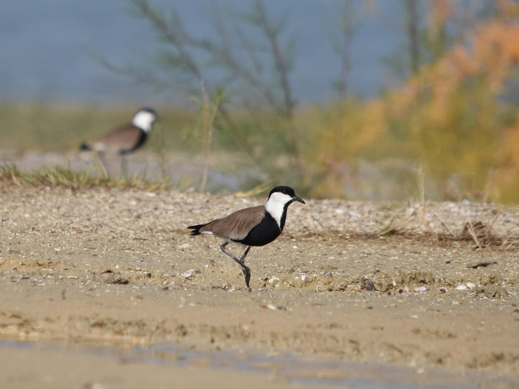 Spur-winged Lapwing - eBird
