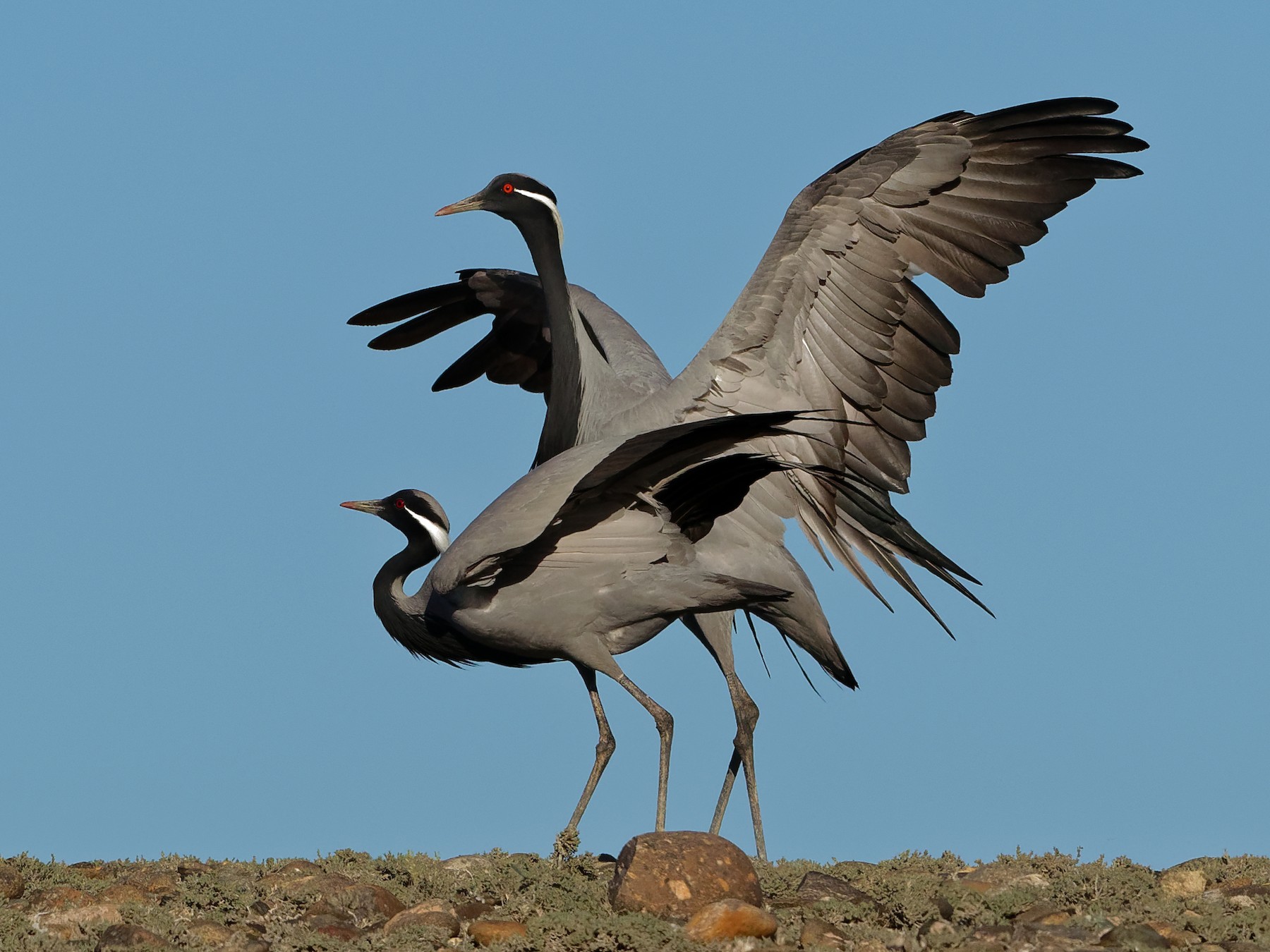 Demoiselle Crane - eBird