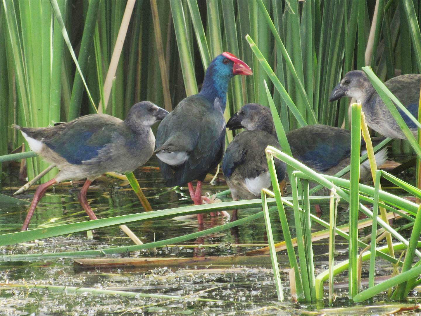 African Swamphen - eBird