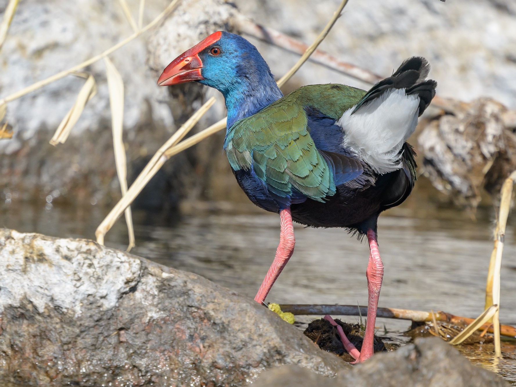 African Swamphen - eBird