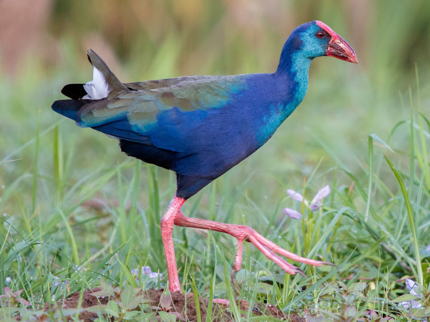Purple Swamphen