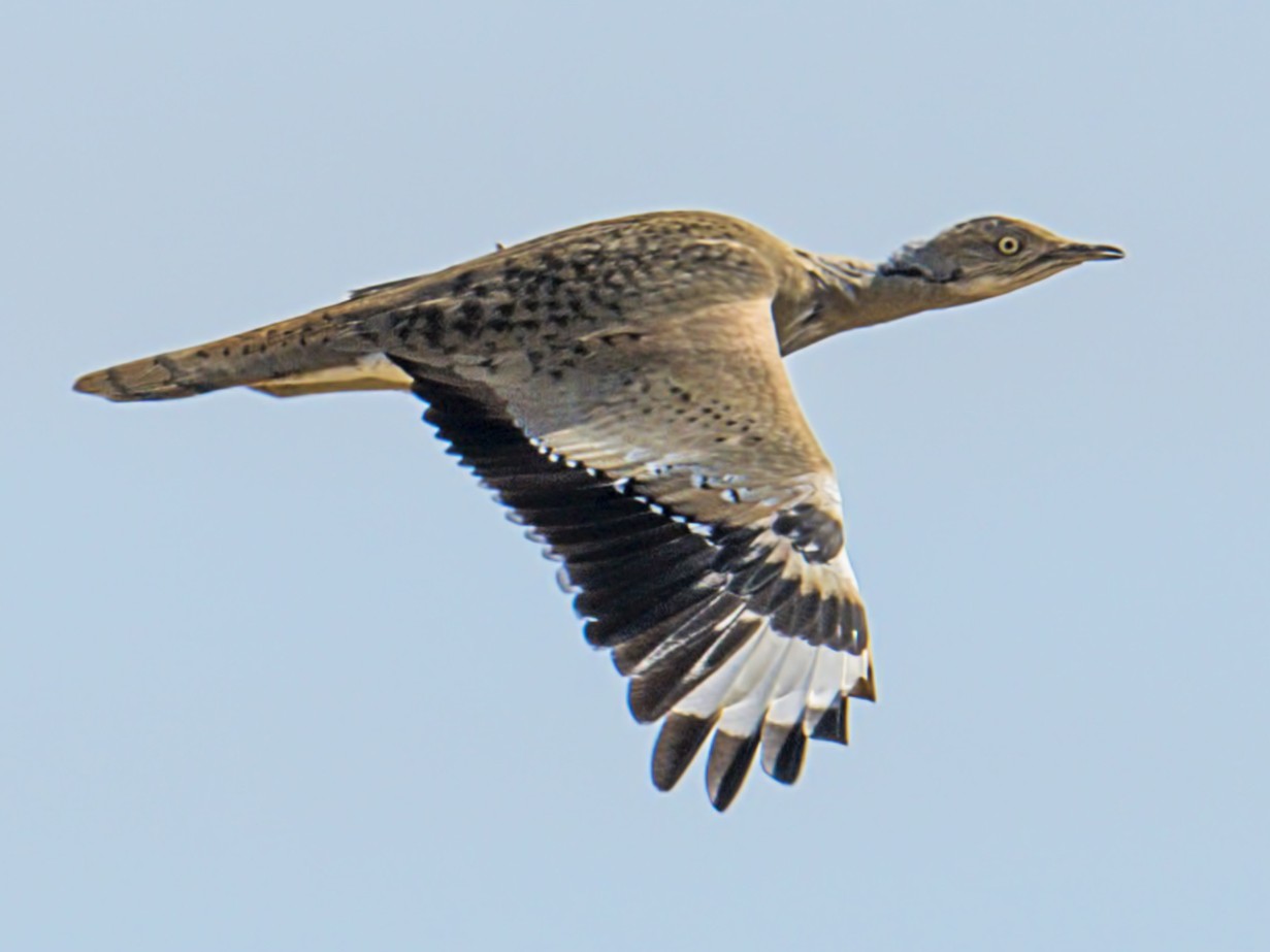 Macqueen's Bustard - eBird