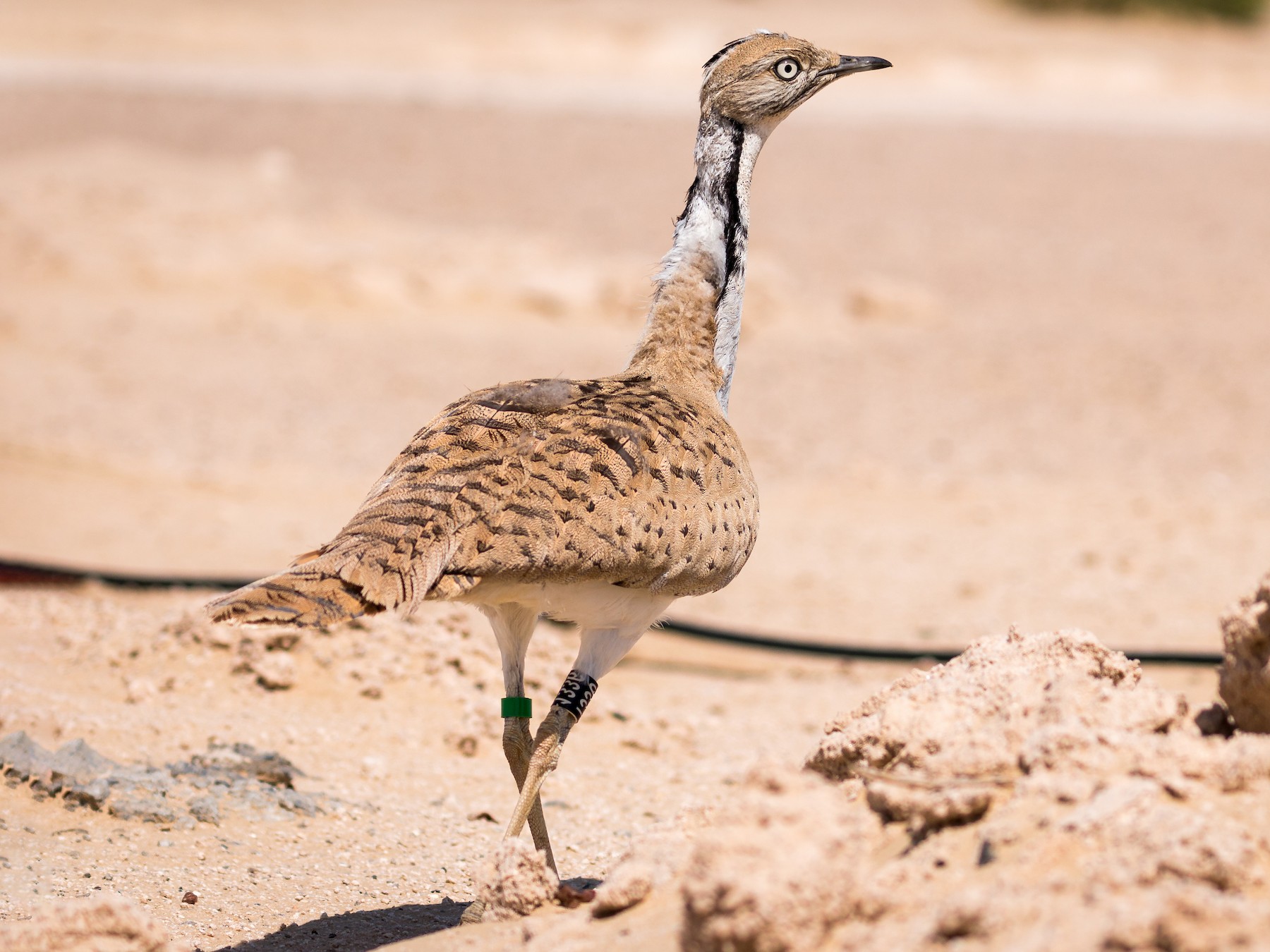 Macqueen's Bustard - eBird