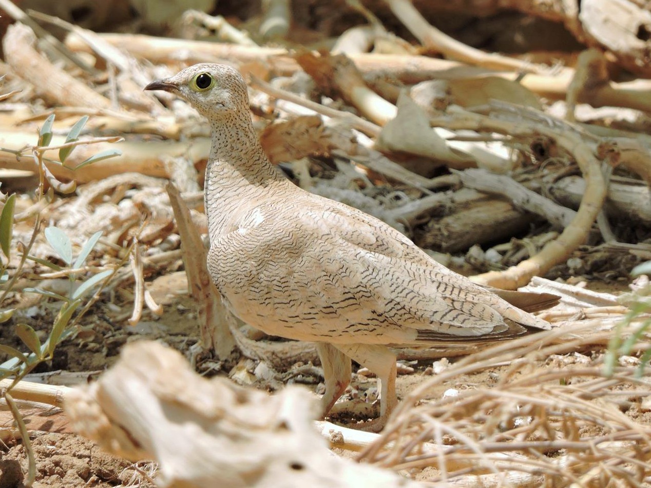 Lichtenstein's Sandgrouse - eBird