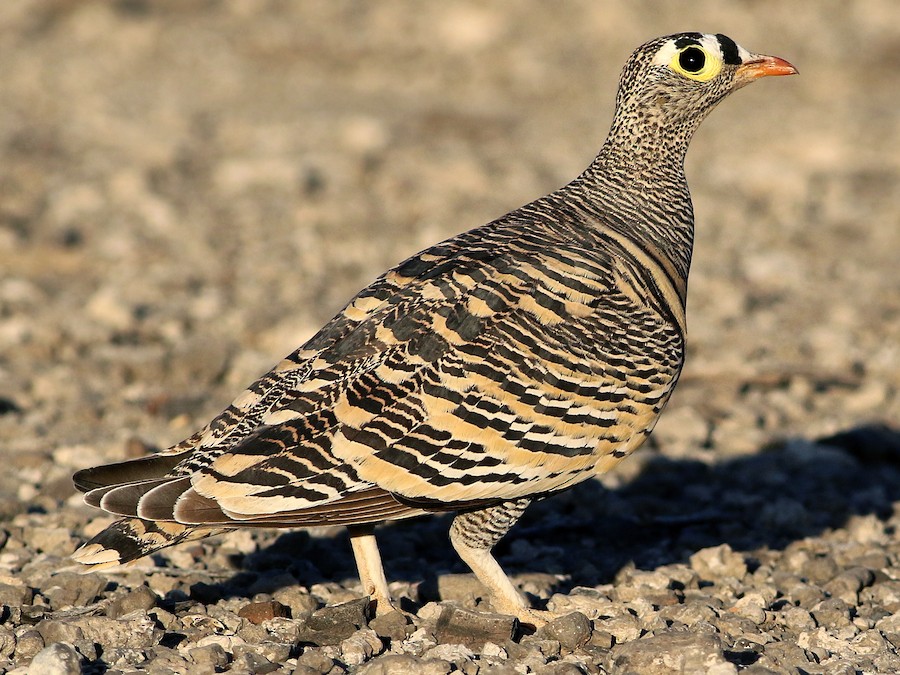 Lichtenstein's Sandgrouse - eBird