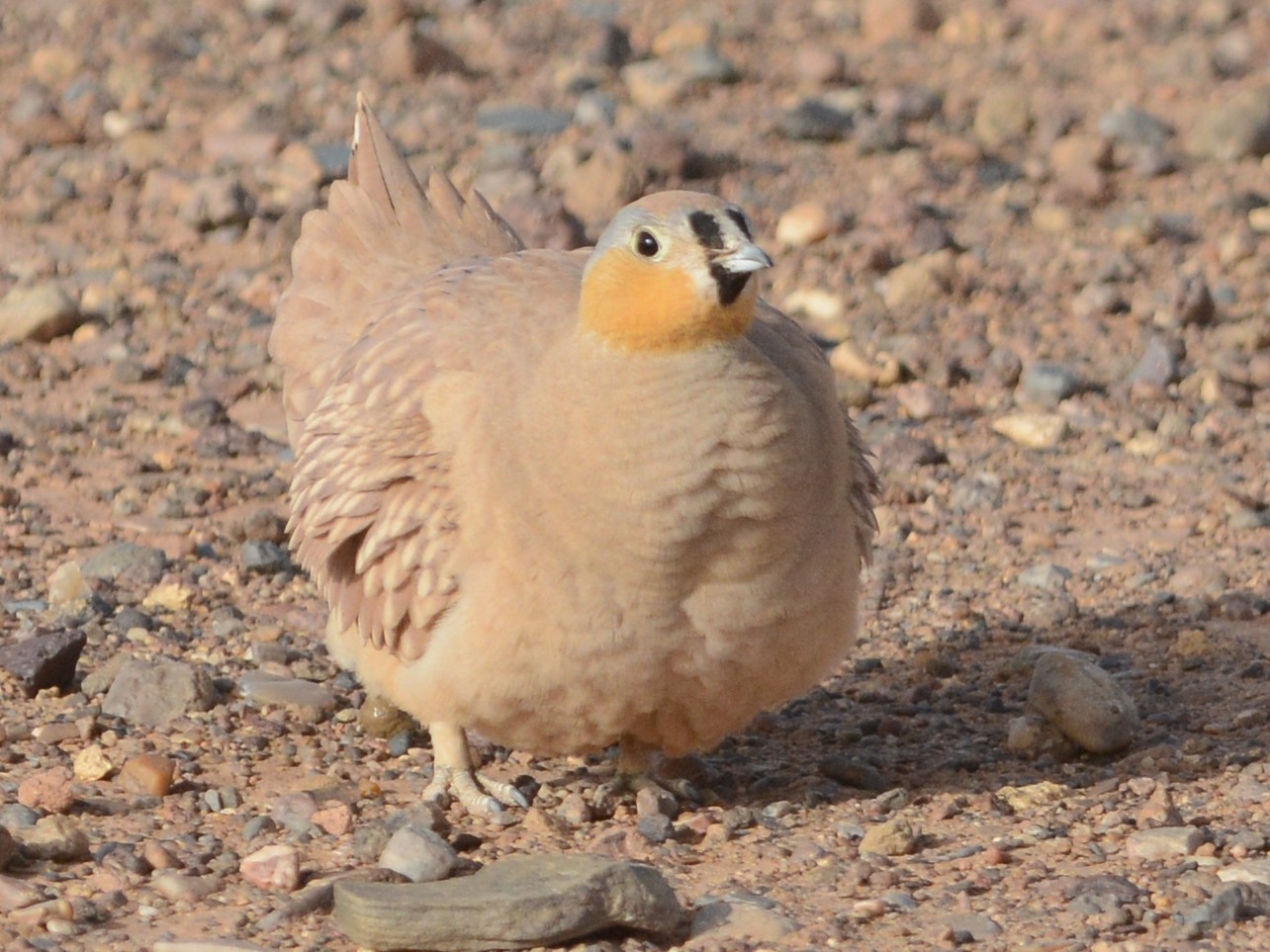 Crowned Sandgrouse - eBird