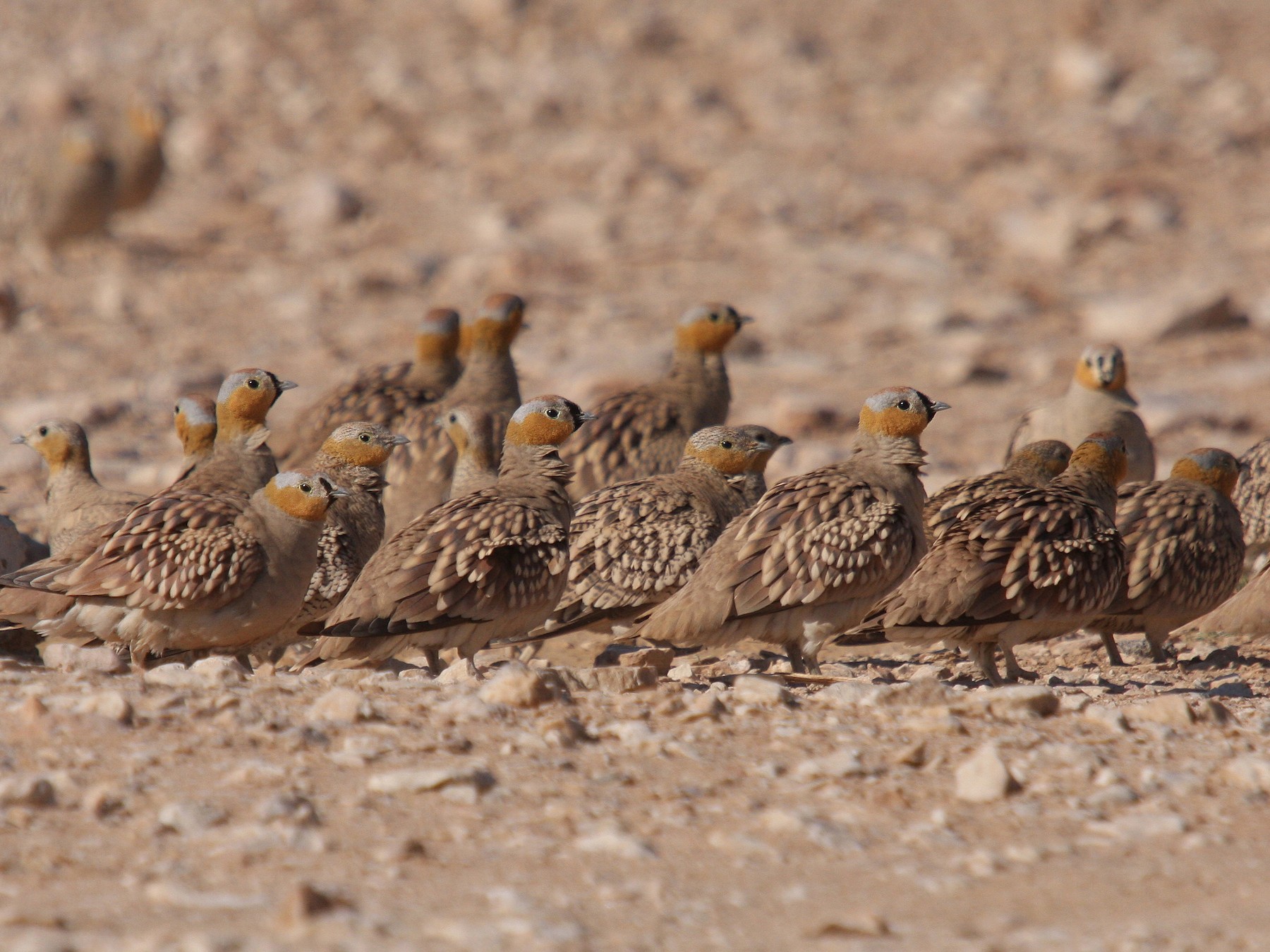 Crowned Sandgrouse - eBird
