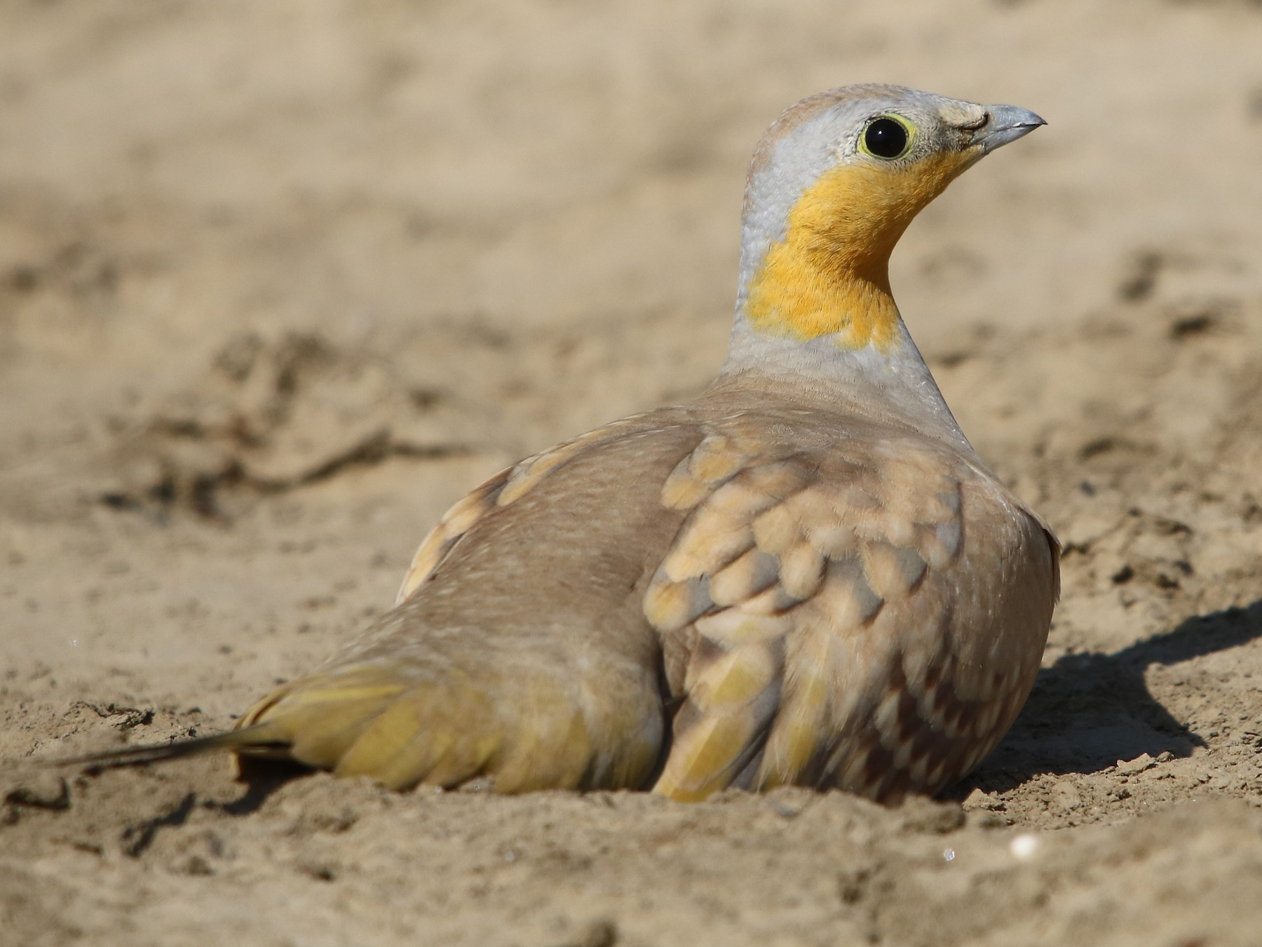 Spotted Sandgrouse - eBird