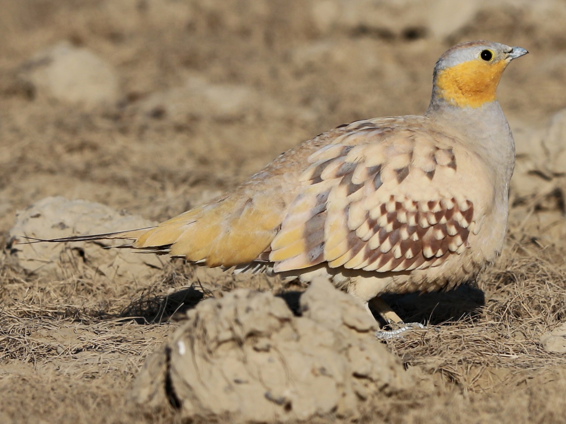 Spotted Sandgrouse - eBird