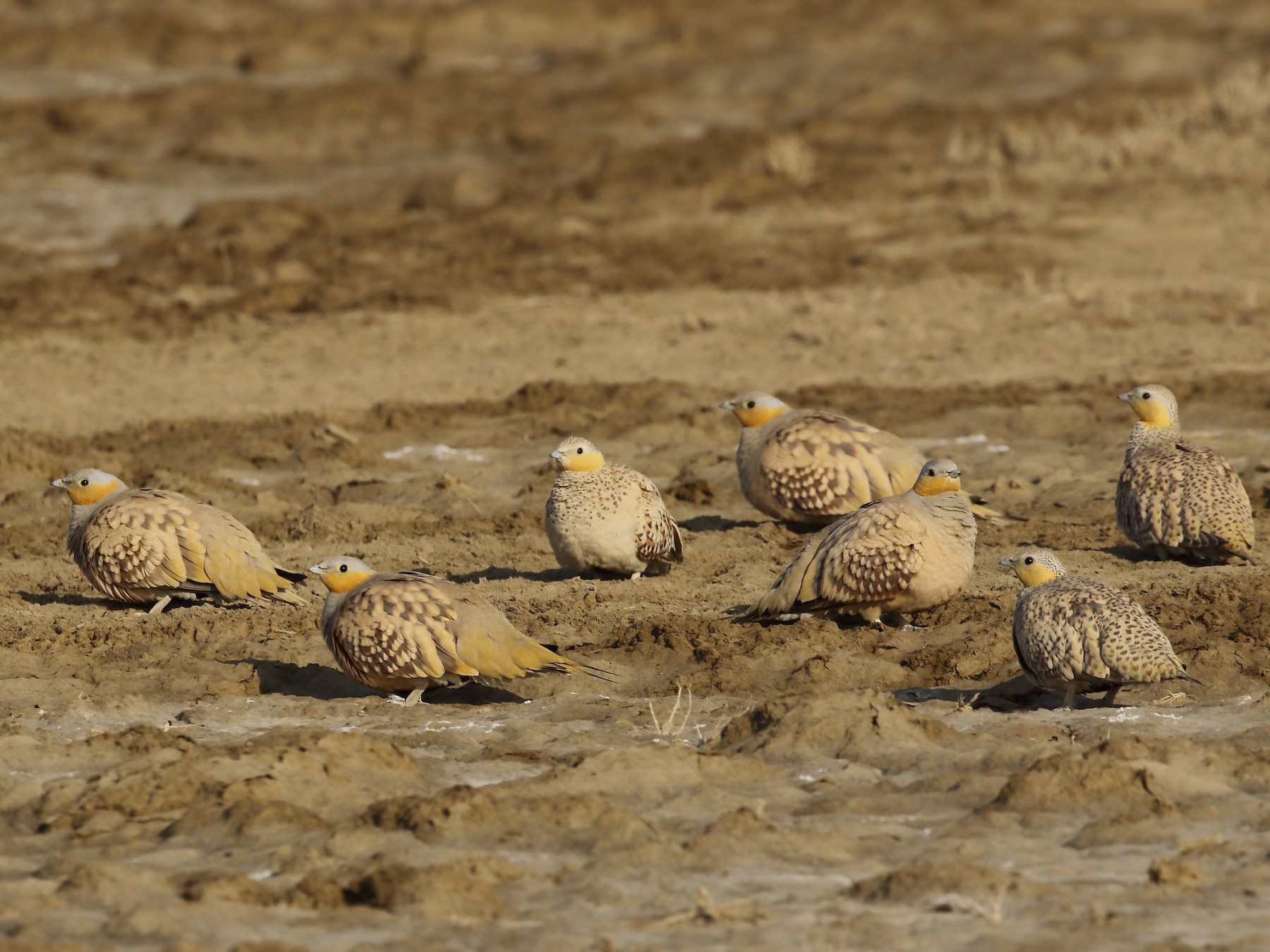 Spotted Sandgrouse - eBird