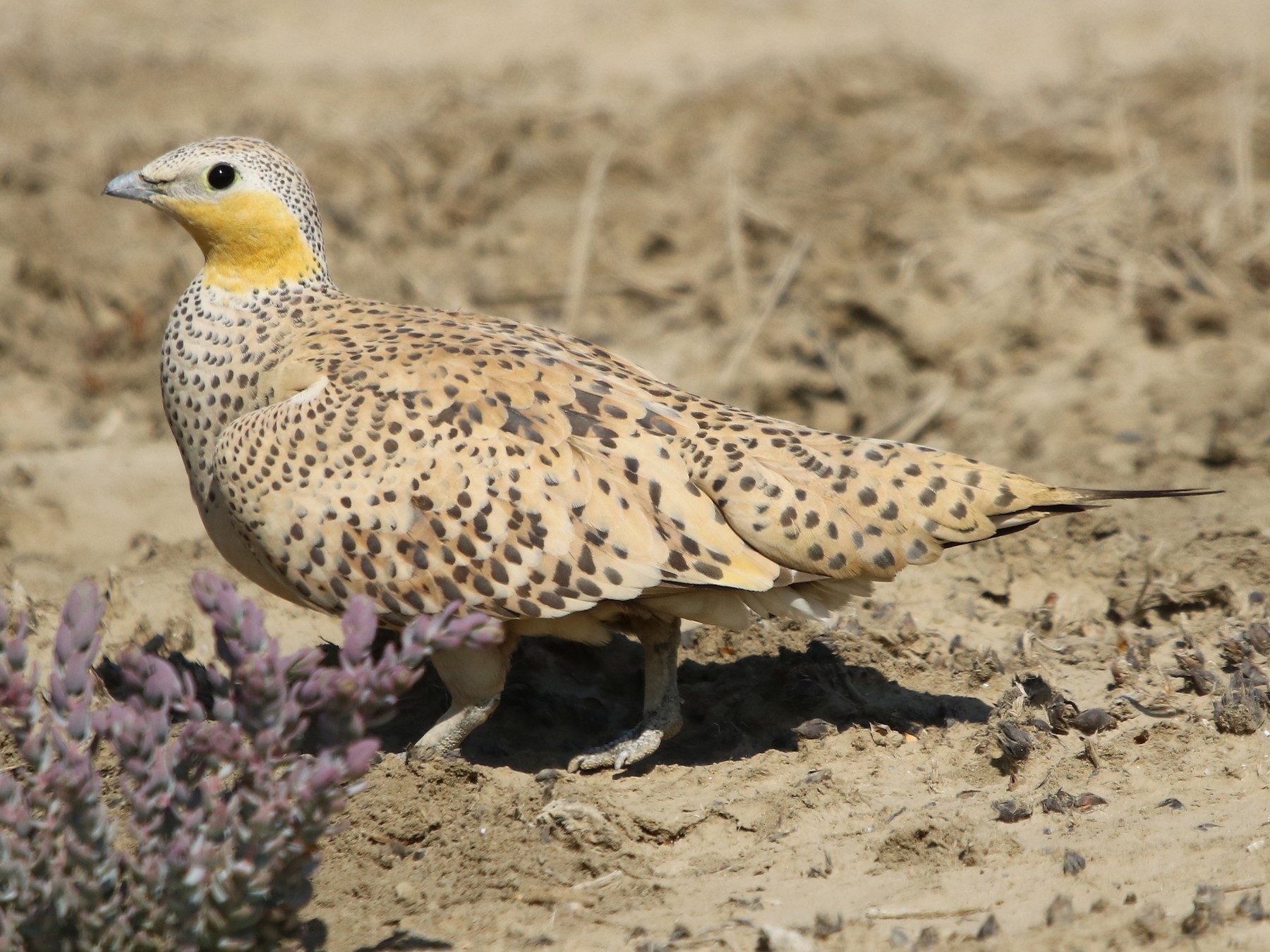 Spotted Sandgrouse - eBird