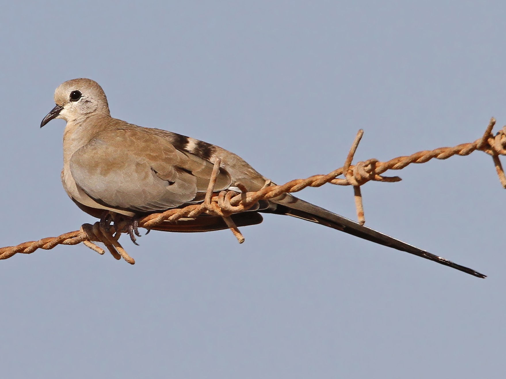 Namaqua Dove - eBird