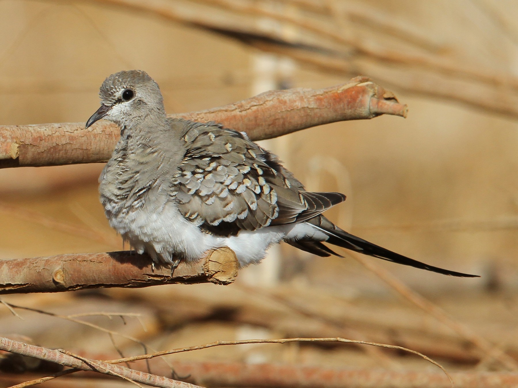 Namaqua Dove - eBird