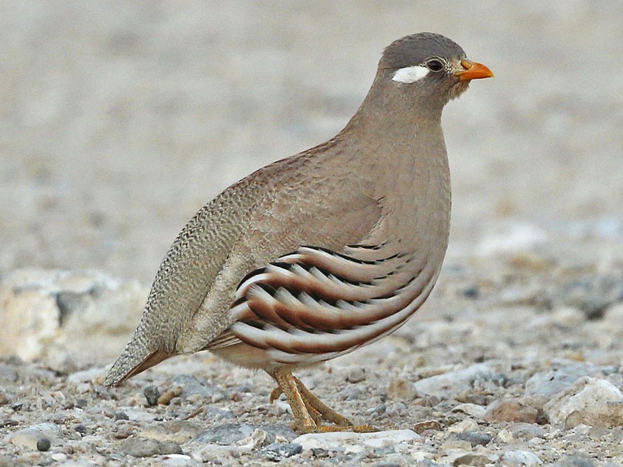 Sand Partridge - eBird