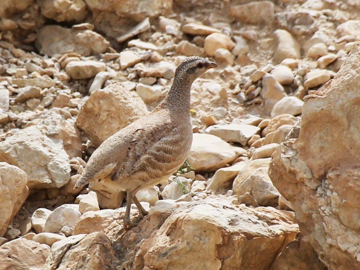 Sand Partridge - eBird