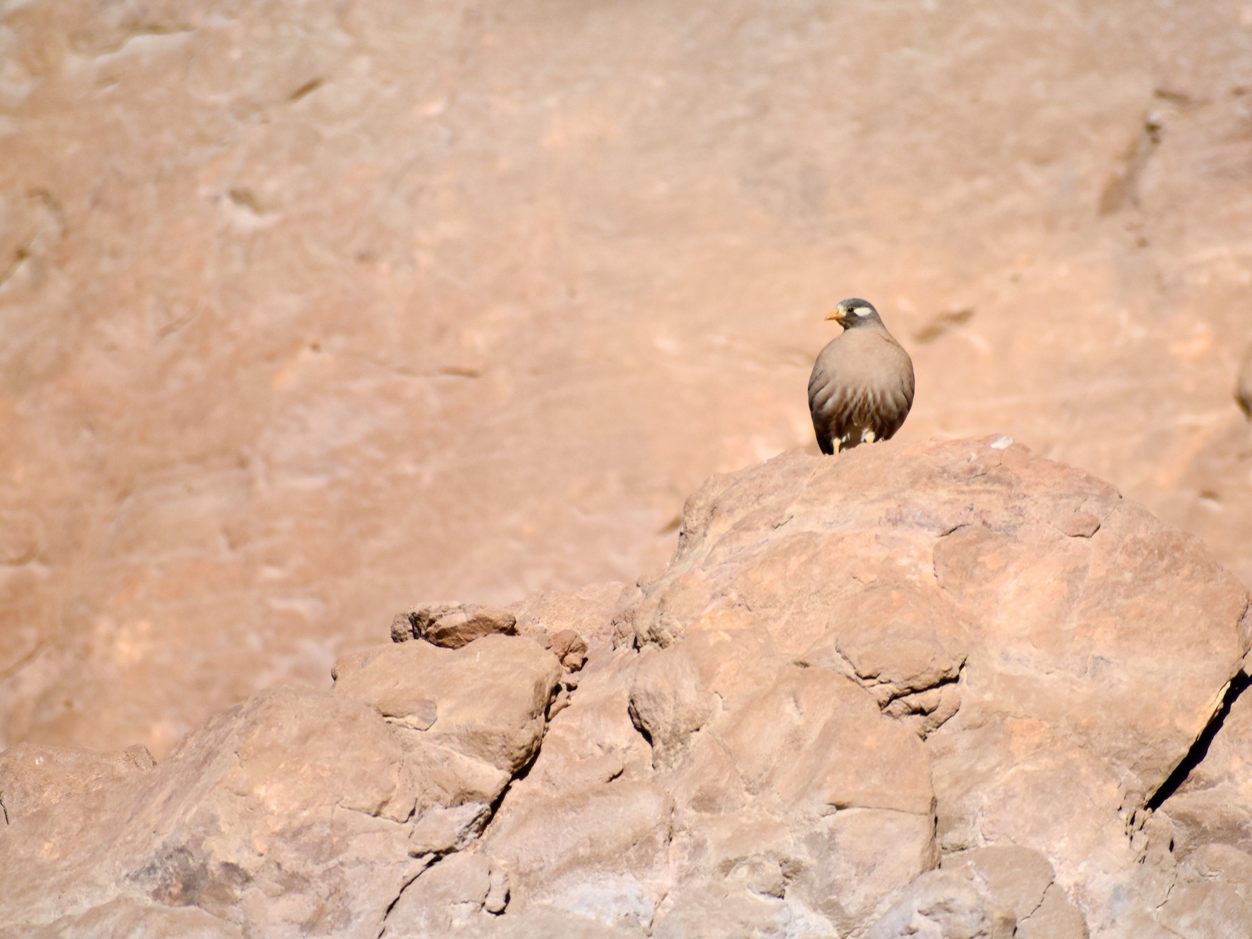 Sand Partridge - eBird
