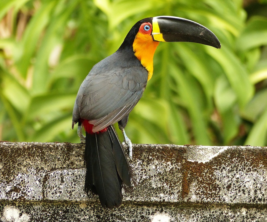 Channel-billed Toucan (Ariel) - eBird
