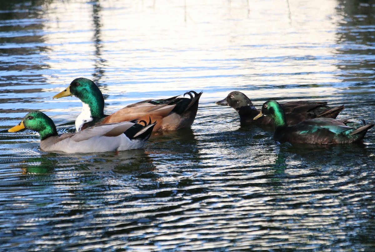 eBird Checklist - 14 Feb 2019 - Tamarac Exotic Duck Pond (please do not ...