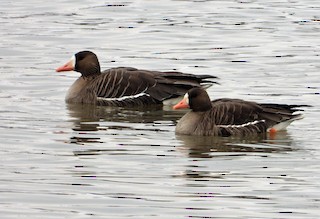 Illustrated Checklist - Oakville--South Shell Park and Suncor Pier ...