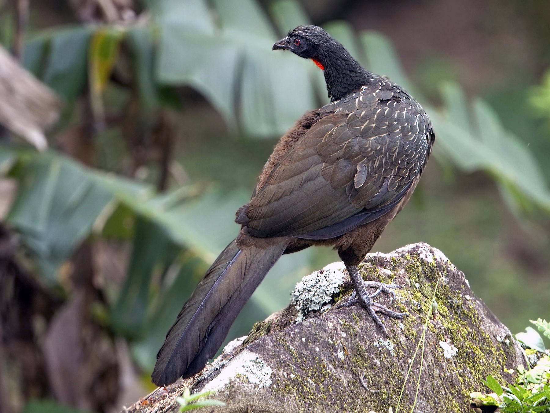 Pava de Monte - eBird