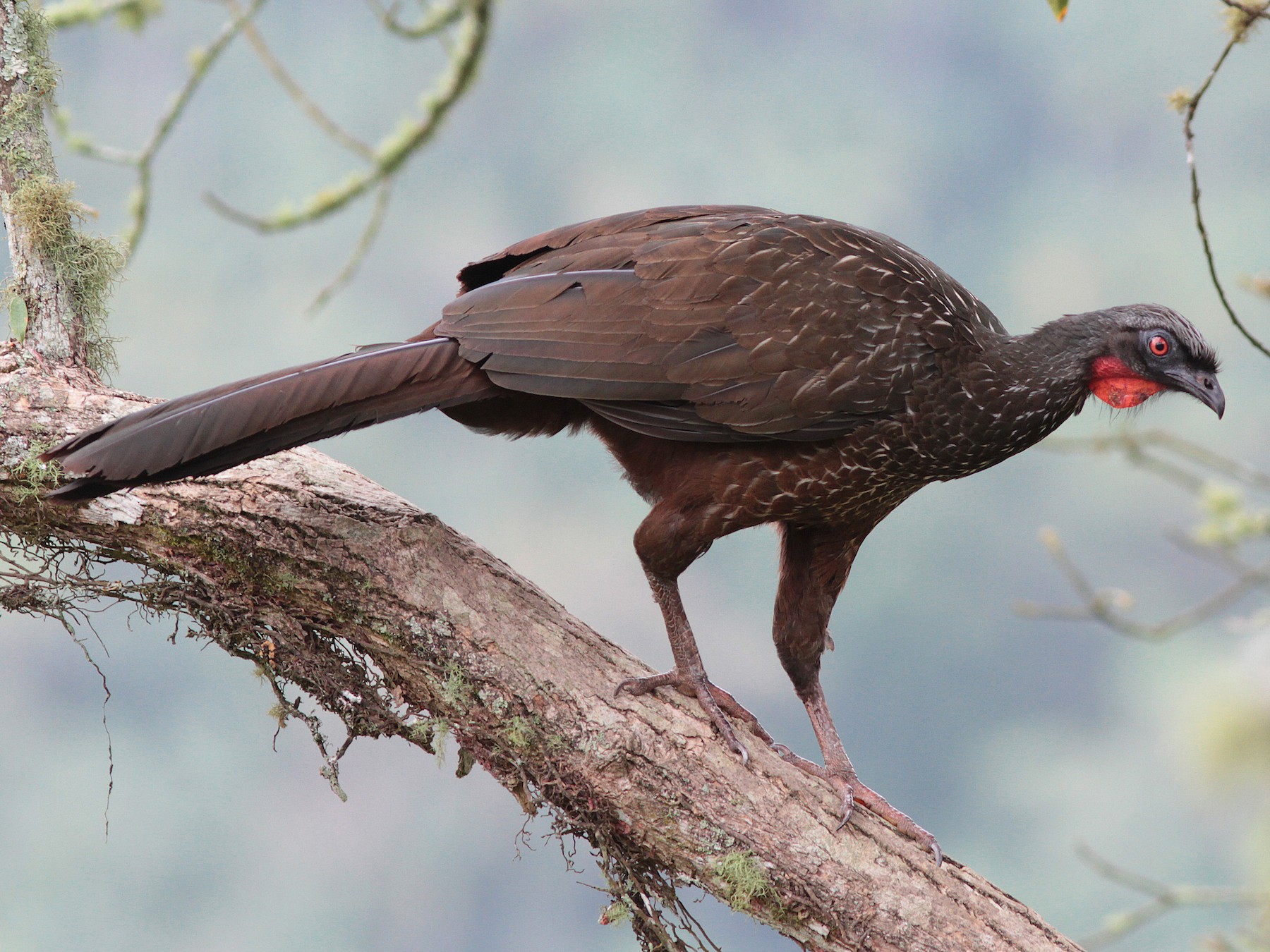 Pava de Monte Ribereña - eBird