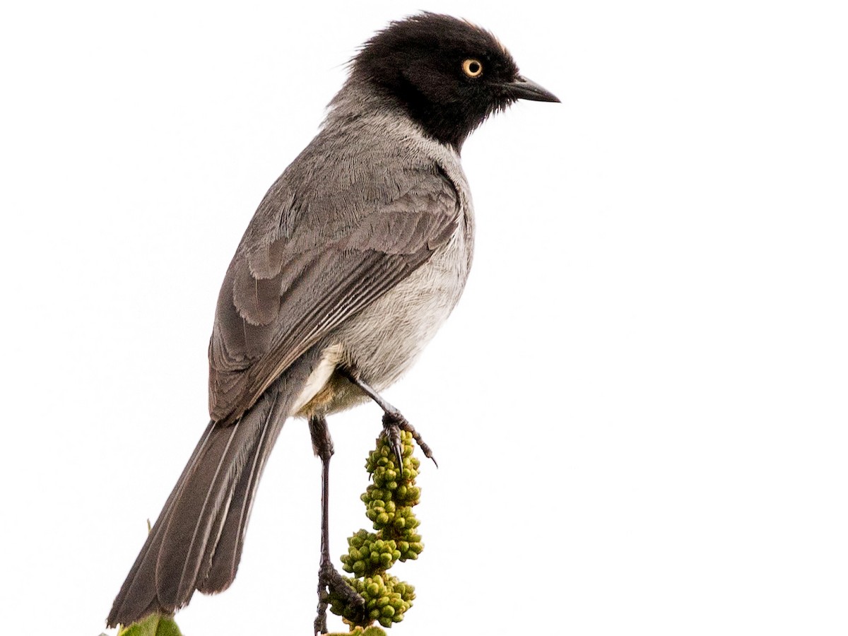 Black-headed Hemispingus - Pseudospingus verticalis - Birds of the World