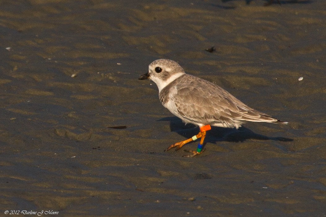 eBird Checklist - 23 Sep 2012 - south end of North Beach - St ...