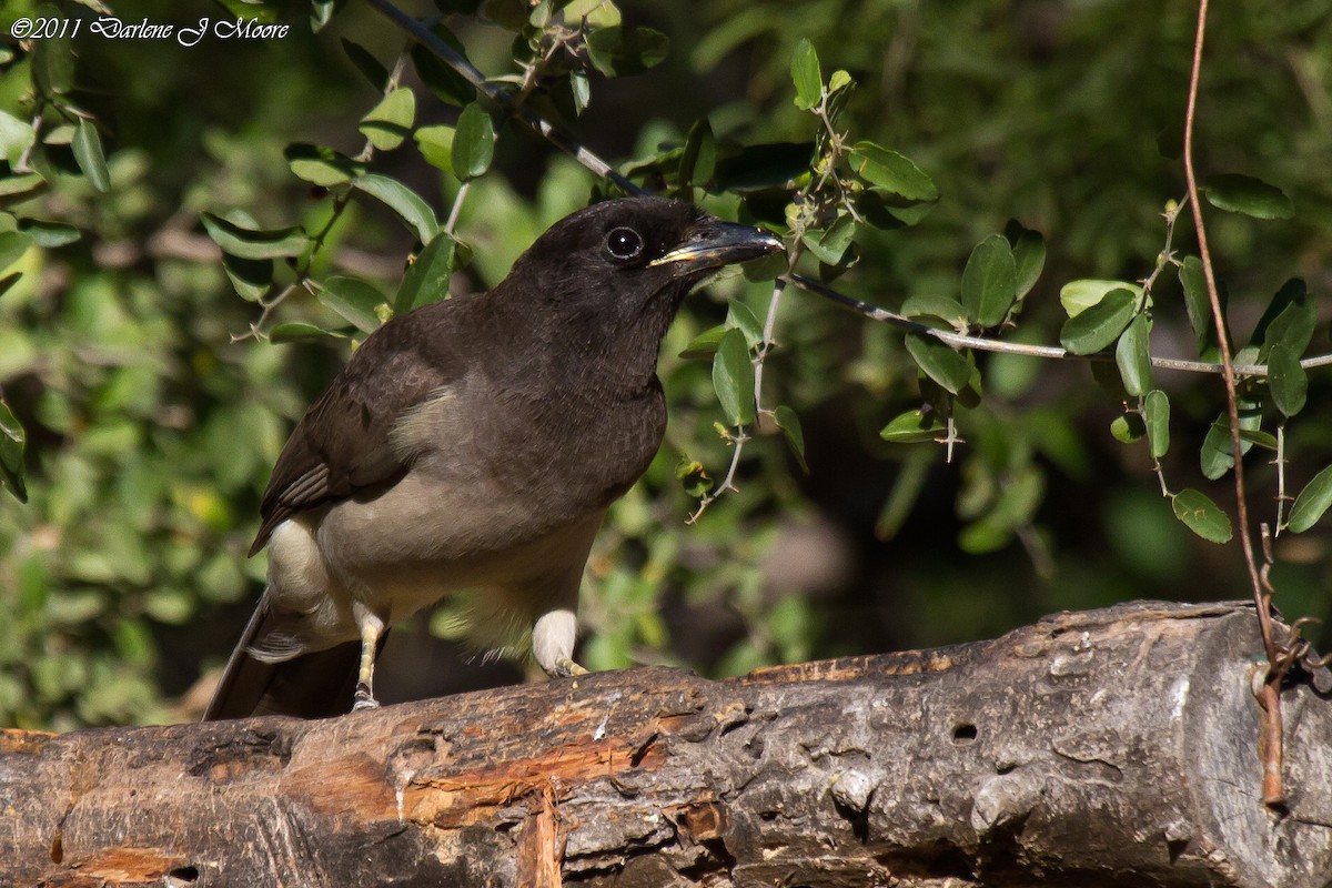eBird Checklist - 8 Dec 2011 - Salineño Wildlife Preserve--DeWind's ...