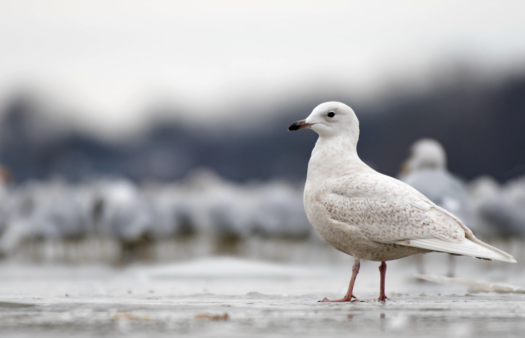 Iceland Gull (glaucoides) - eBird