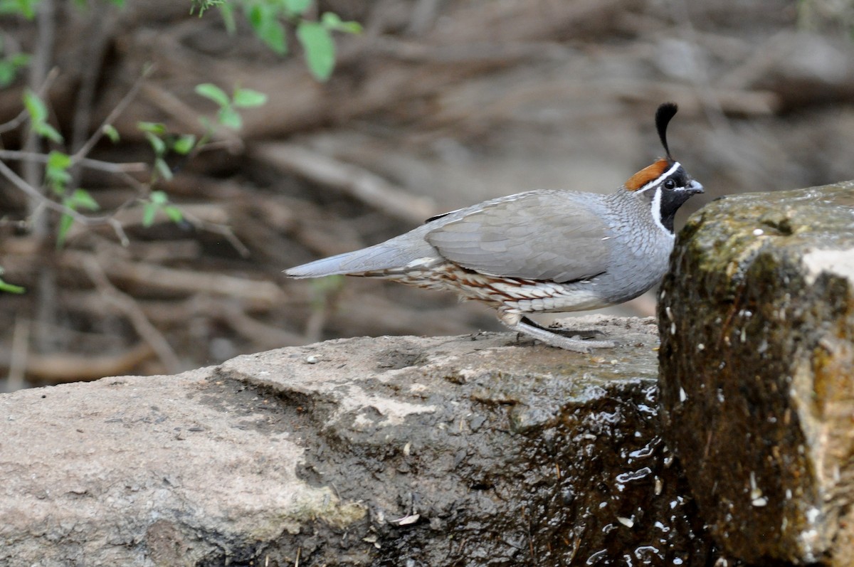 eBird Checklist - 6 May 2018 - Palo Duro Canyon SP--Trading Post Bird ...