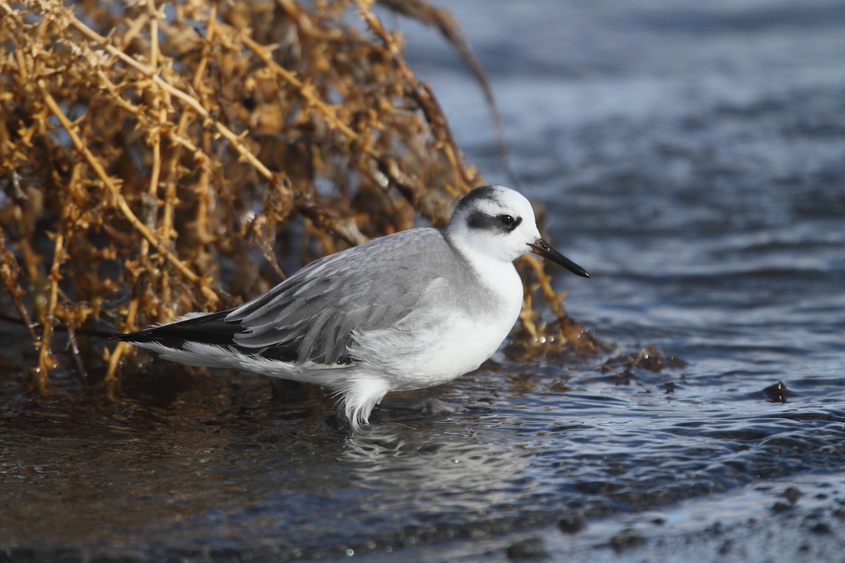 eBird Checklist - 27 Nov 2016 - Pyramid Lake--Popcorn Rock - 20 species