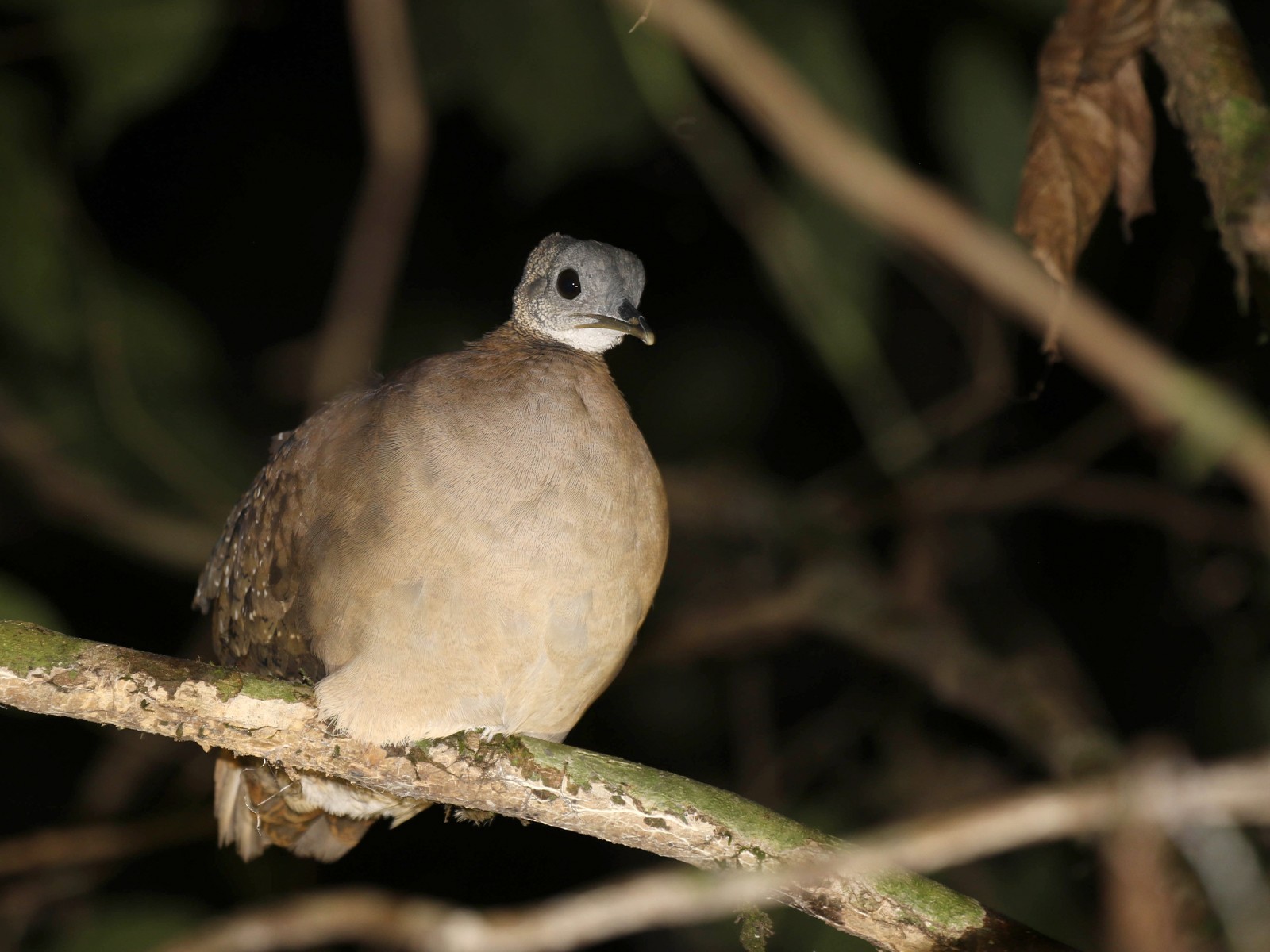 White-throated Tinamou - eBird