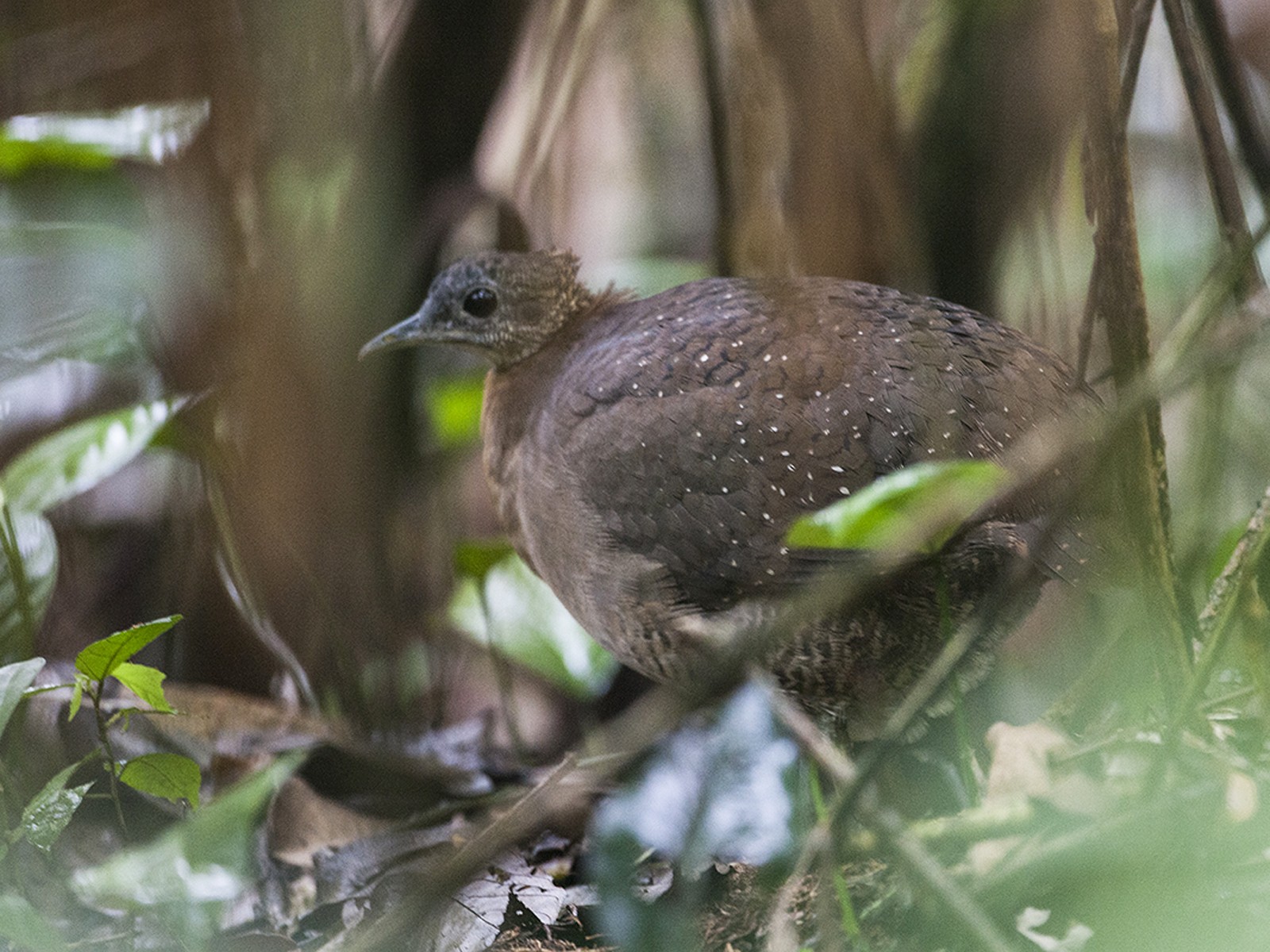 White-throated Tinamou - eBird