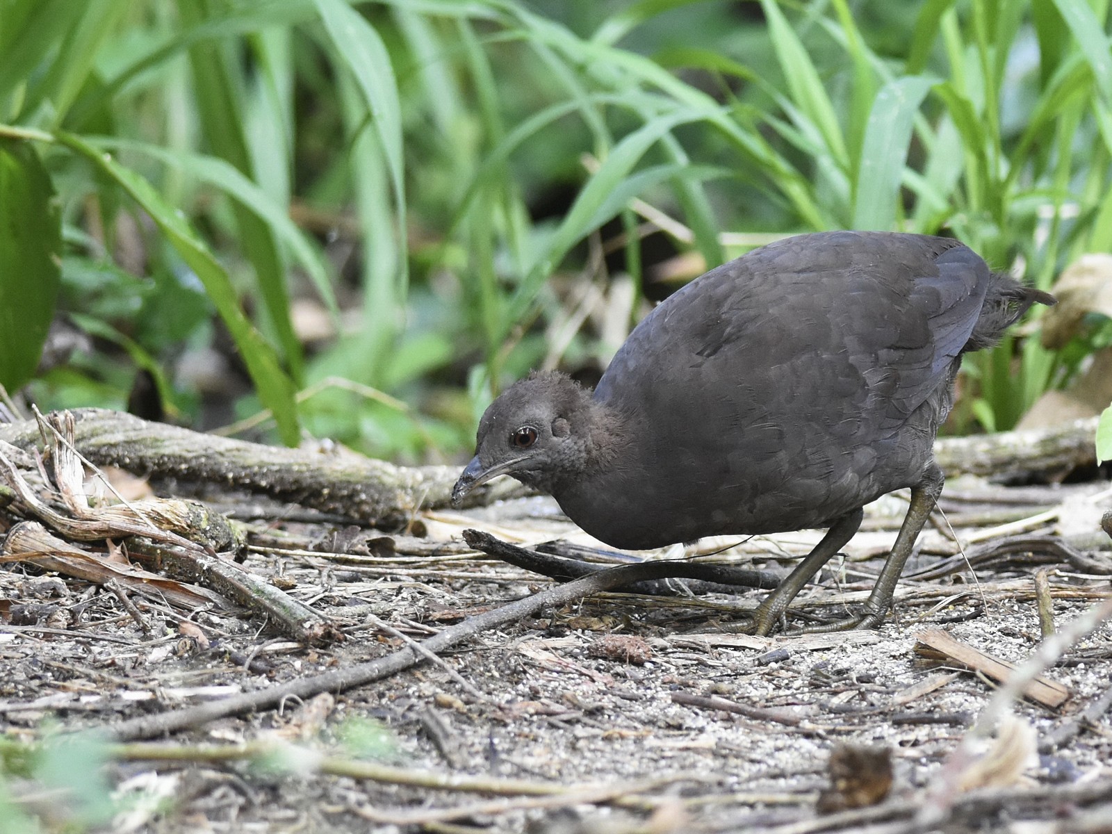 inhambu-pixuna - eBird
