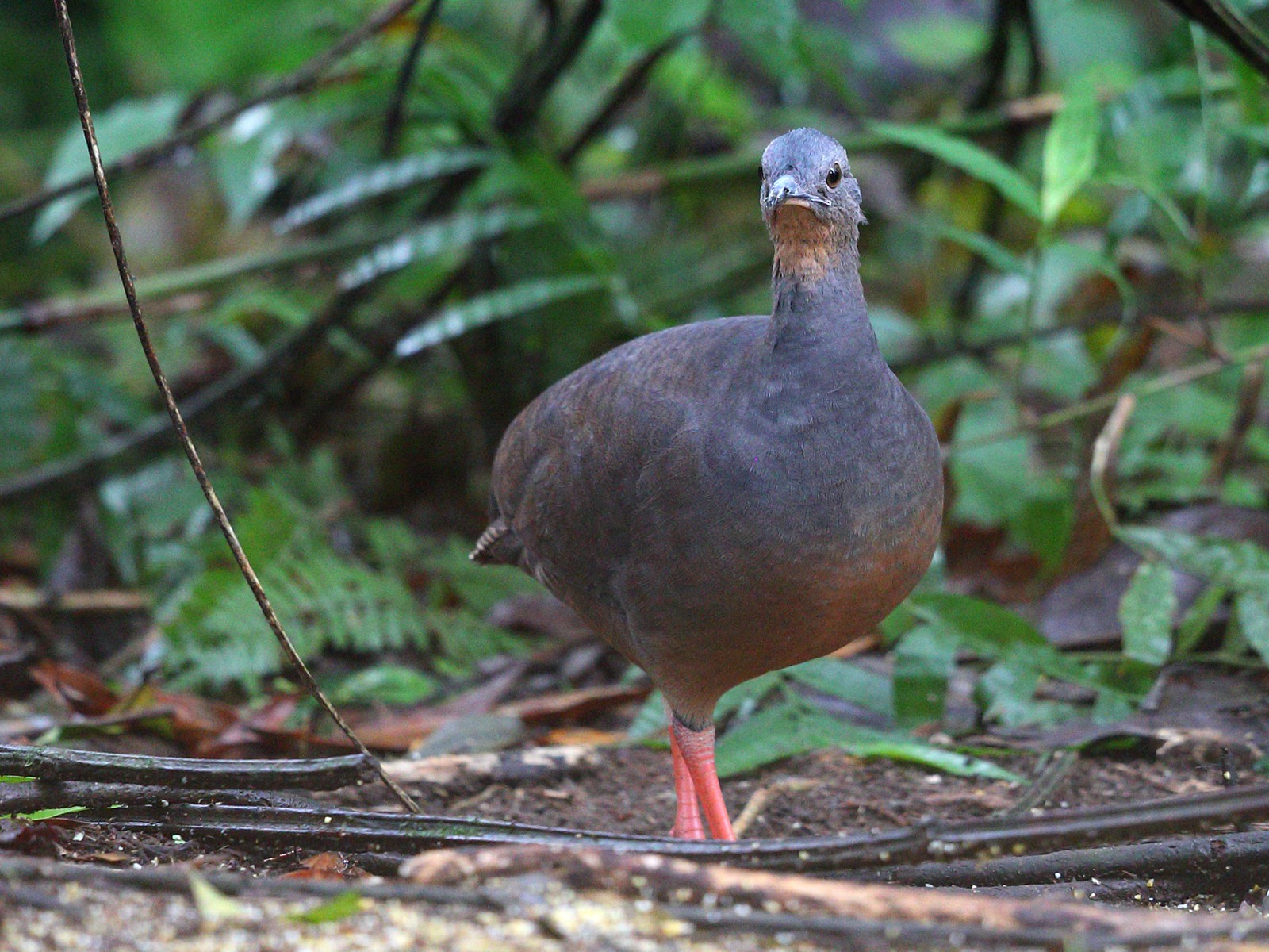 Black-capped Tinamou - eBird